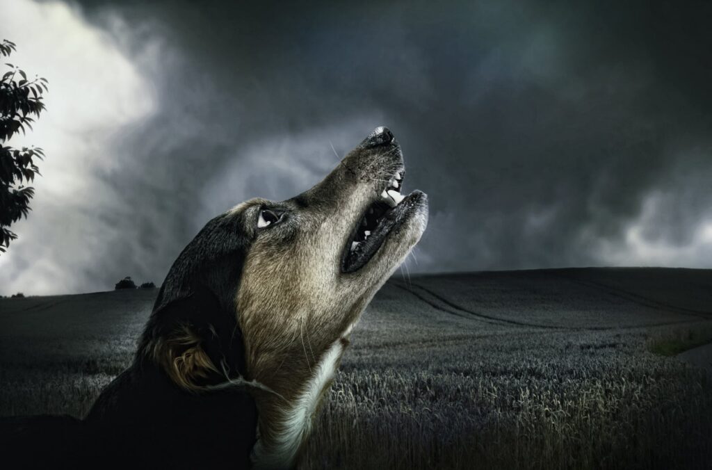 Le retour du Dogman au Texas… - Mysterium Incognita