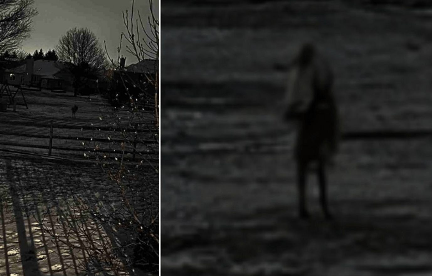 une mystérieuse créature a été photographiée - Mysterium Incognita